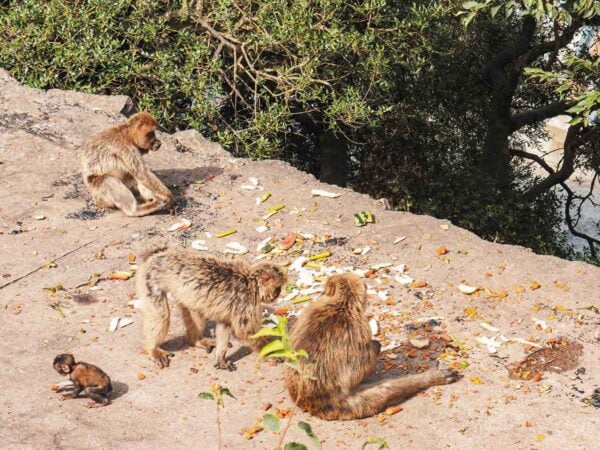 How To Take A Malaga To Gibraltar Day Trip